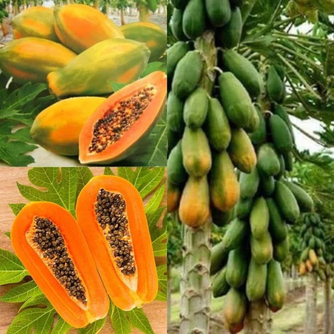 50 Papaya Seeds. Ships Free - Etsy
