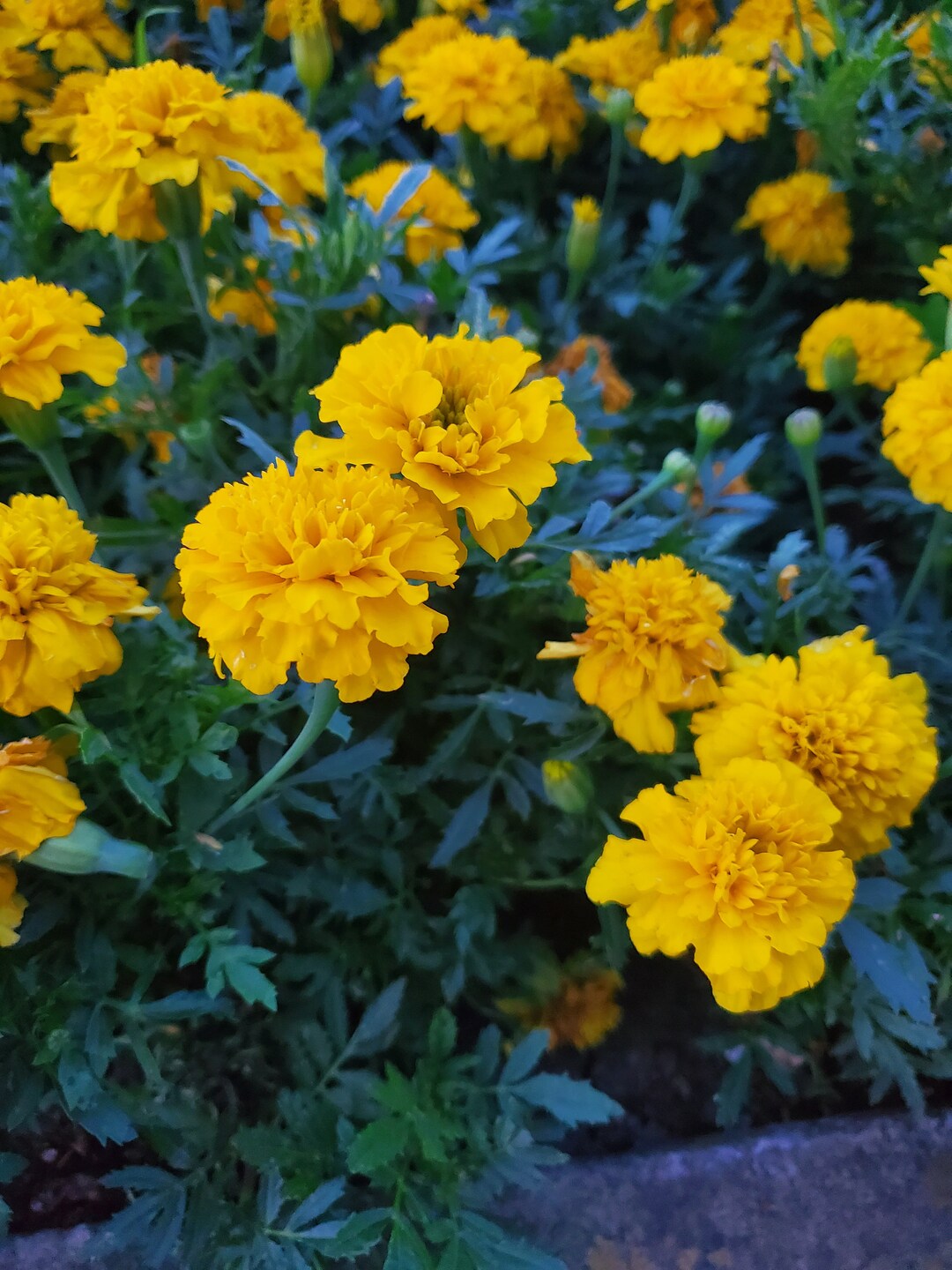 100 Yellow Cupid Dwarf Marigold Seed Mix. Ships Free - Etsy