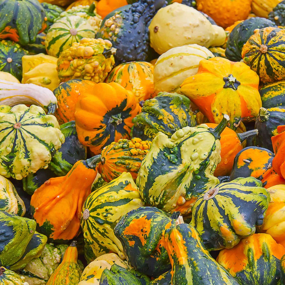25 Miniature Gourd Seeds Mix. Ships Free - Etsy
