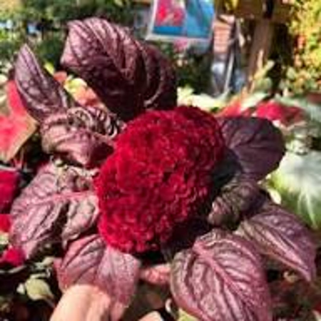 100 Red Raven Dwarf Celosia Seeds. Ships Free. - Etsy