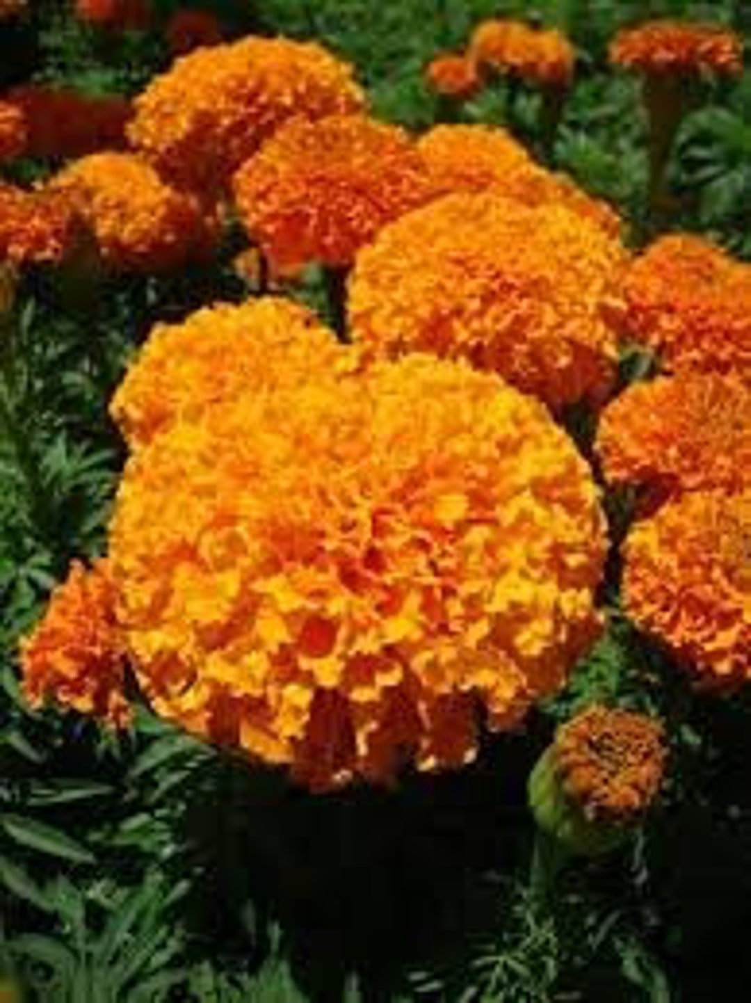 100 Orange Inca Marigold Seeds. Ships Free - Etsy