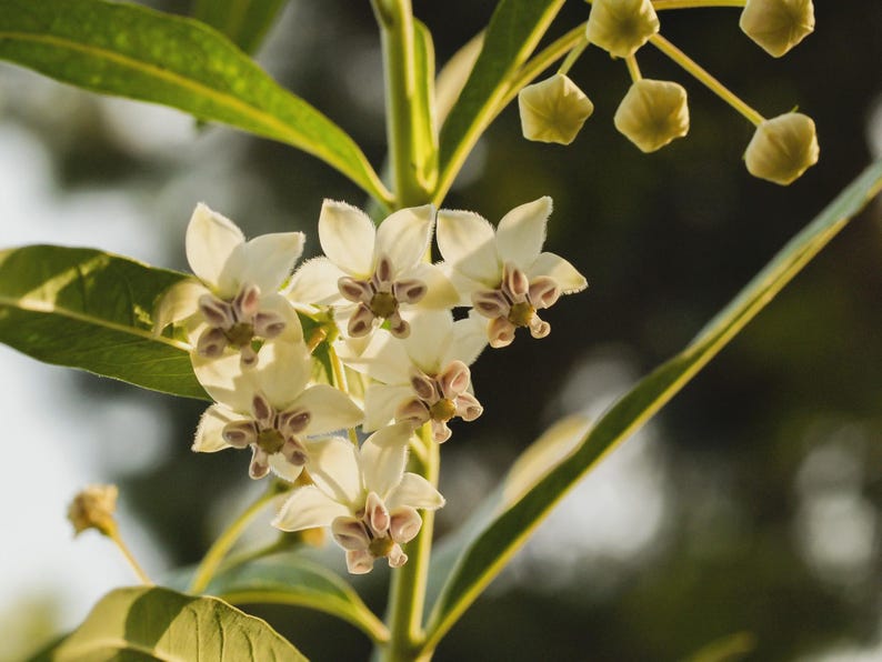 100 Swan Plant Milkweed Seeds. Ships Free. - Etsy
