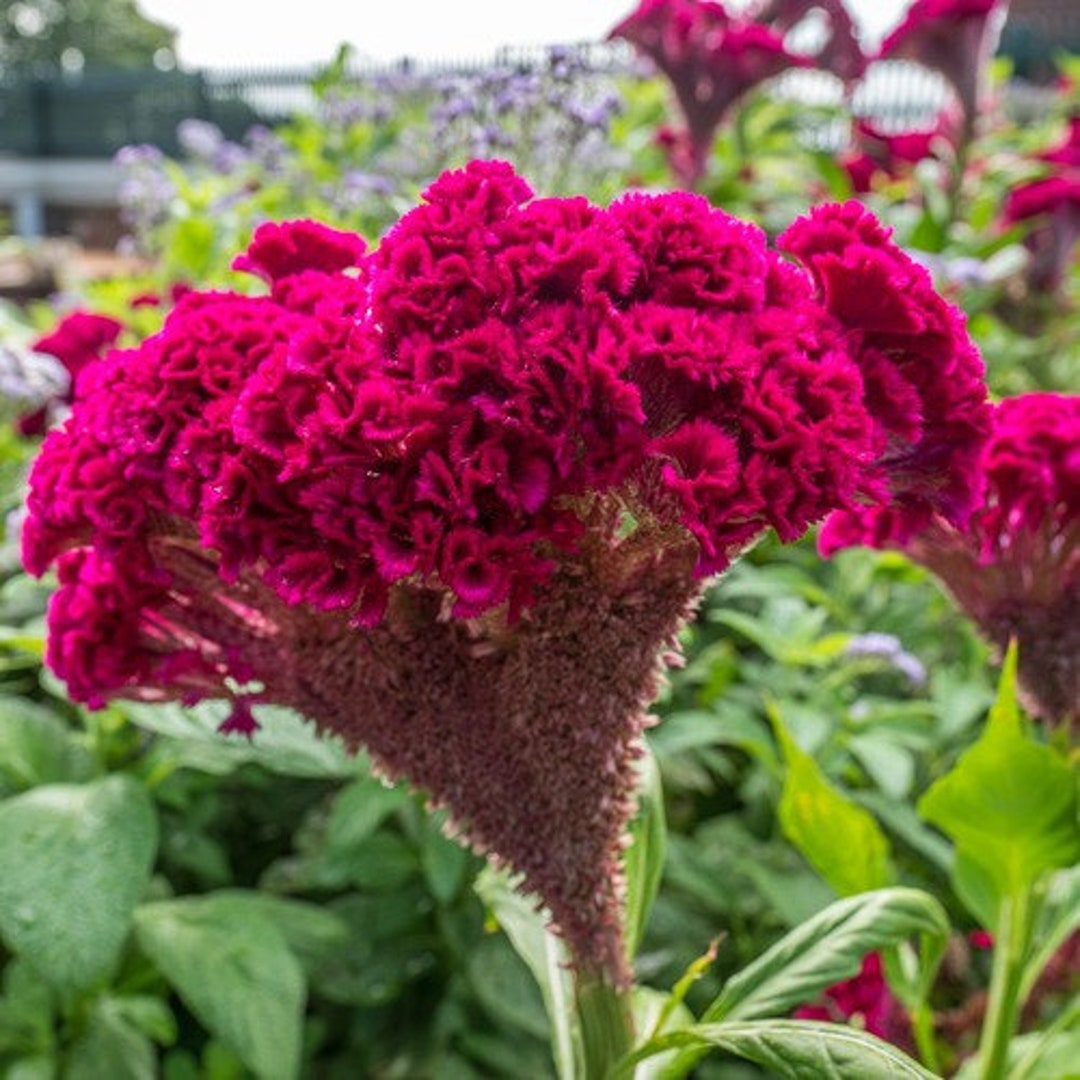 500 Pink Celosia Cristata. Cockscomb Seeds. Ships Free - Etsy