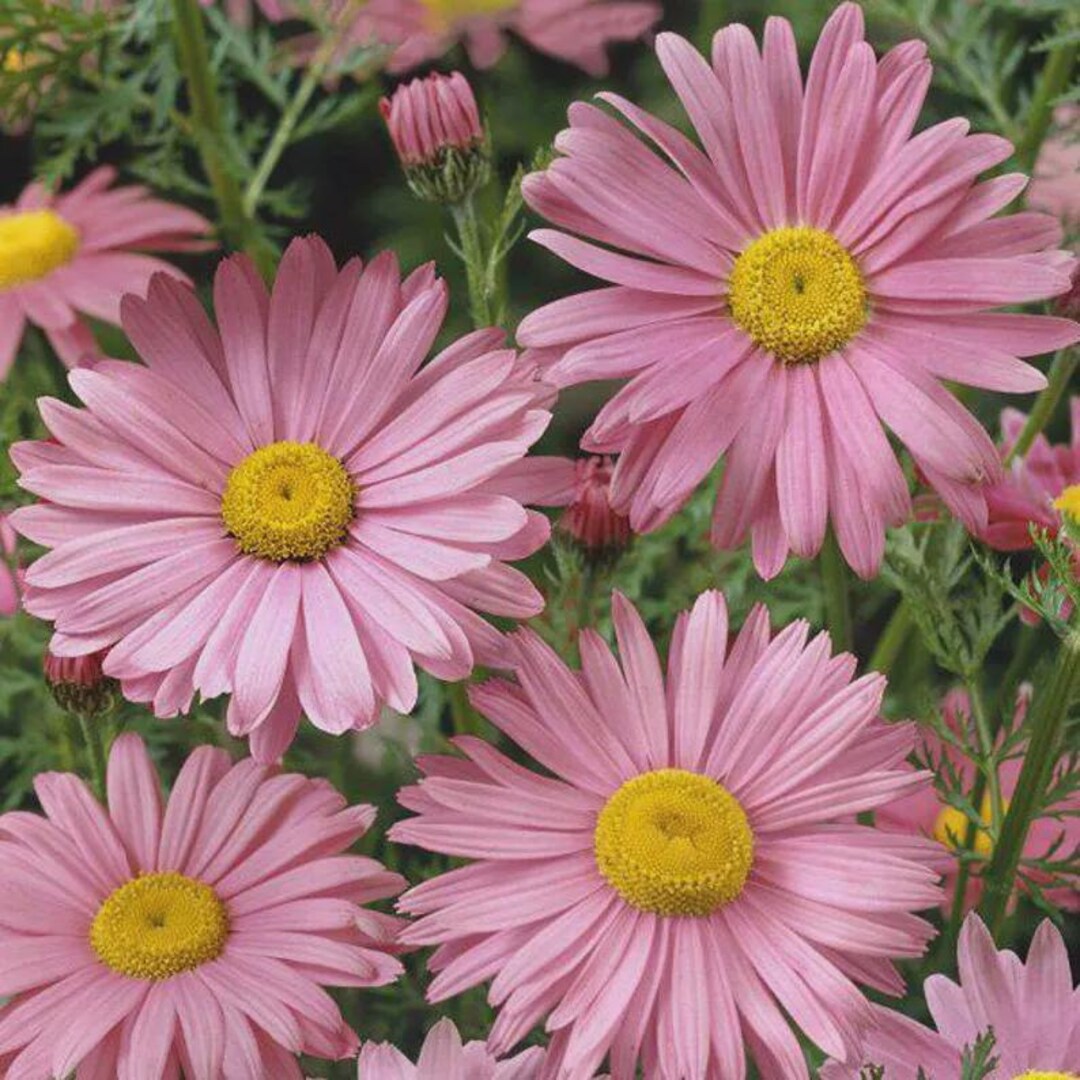 50 Robinson's Rose Pyrethrum. Perennial. Ships Free - Etsy