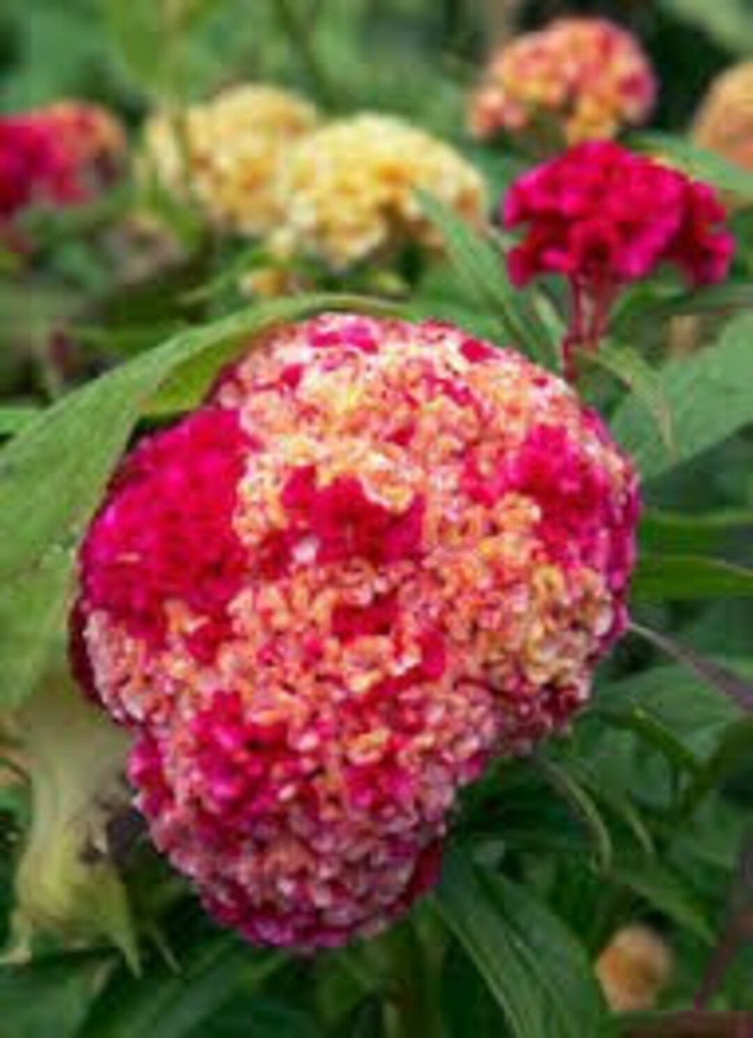 50 Variegated Cockscomb Celosia Seeds. Ships Free - Etsy