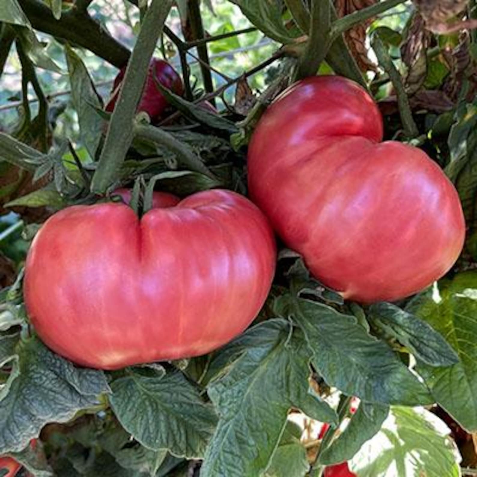 50 Pink German Johnson Tomato Seeds. Ships Free. - Etsy