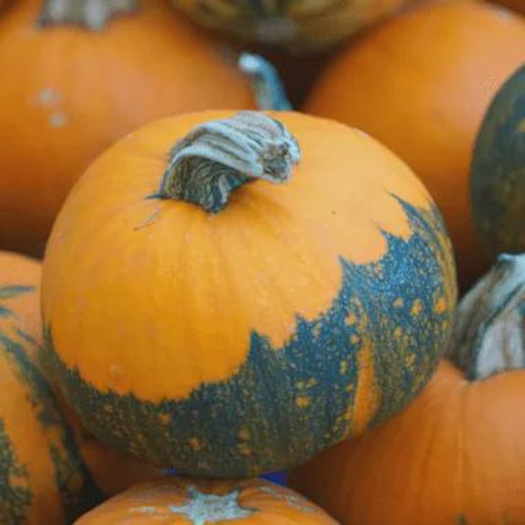 20 Batwing Pumpkin Seeds. Ships Free - Etsy