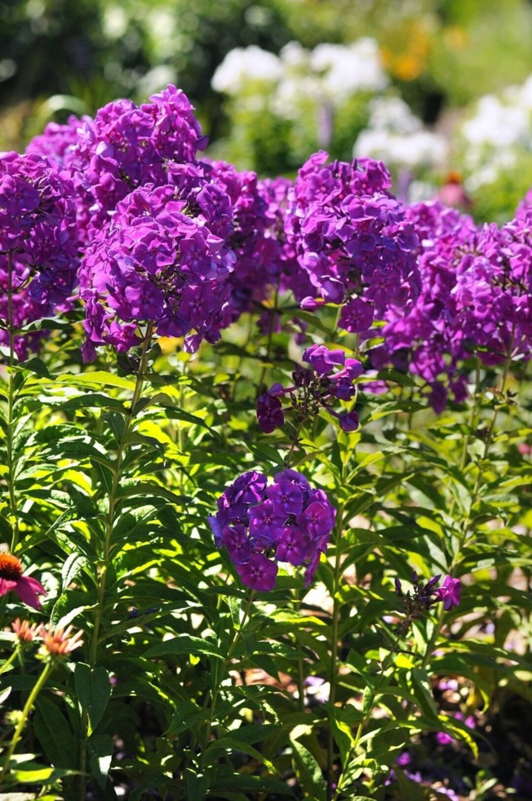 2 Purple Phlox Plants. Perennial. Ships Free With the Purchase of Two ...