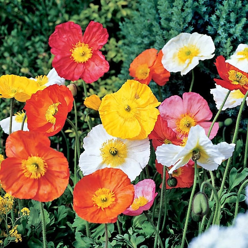 500 Poppy Seeds Mix. Ships Free - Etsy