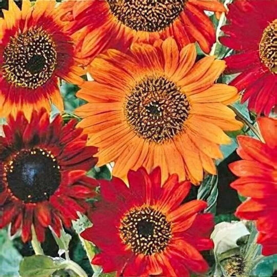 50 Earthwalker Sunflower Seeds. Ships Free - Etsy