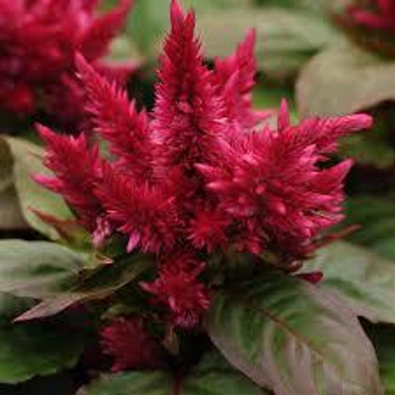 100 Kosmo Cherry Celosia Seeds. Ships Free. - Etsy