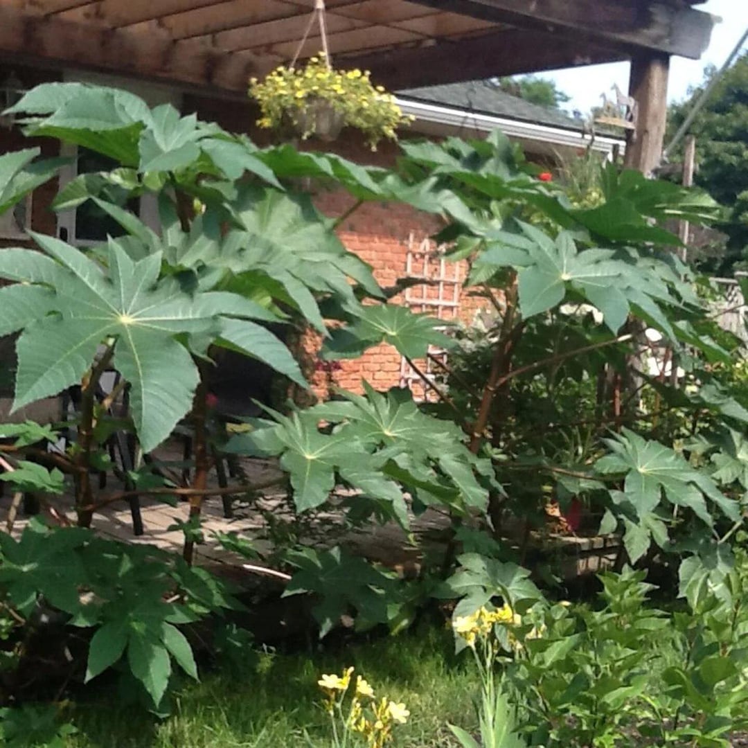 50 Giant Zanzibar Wonder Tree Exotic Castor Pods Seeds. Ships Free - Etsy
