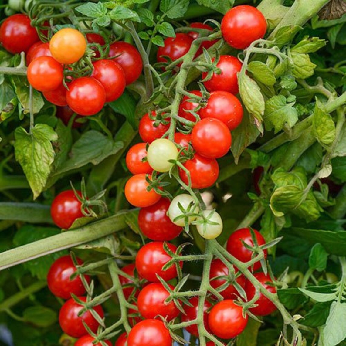 50 Flavor Bomb Tomato Seeds. Ships Free - Etsy