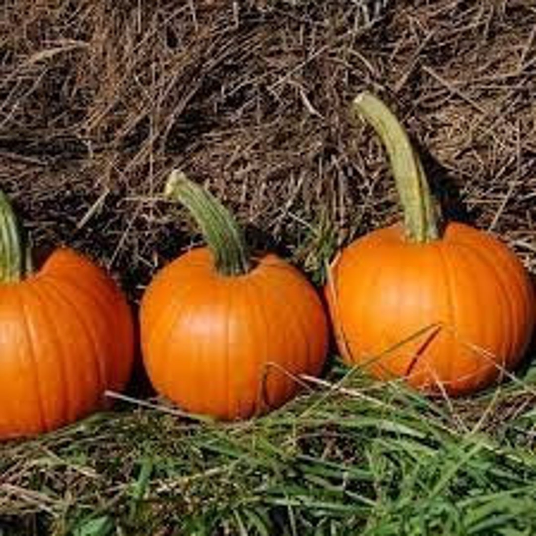 10 Baby Pam Pumpkin Seeds. Ships Free - Etsy