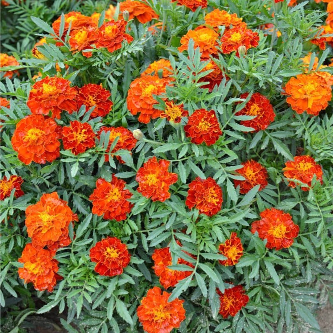 200 French Red Marigold Seeds. Ships Free - Etsy