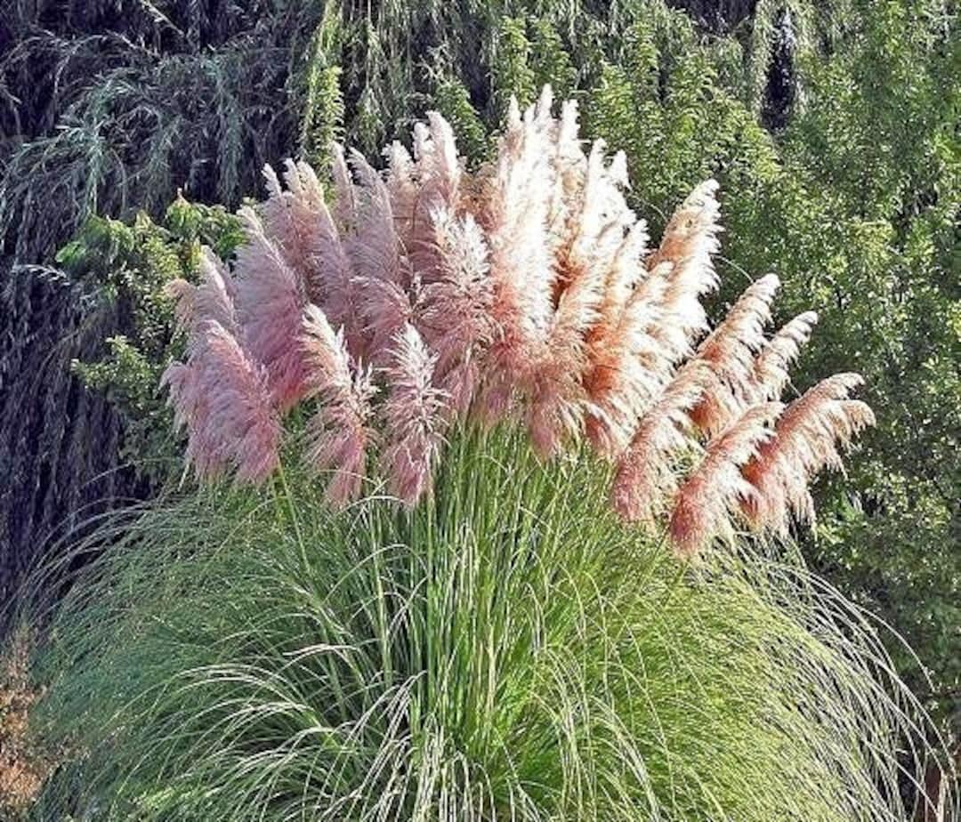 30 Pink Pampas Grass Seeds. Ships Free - Etsy