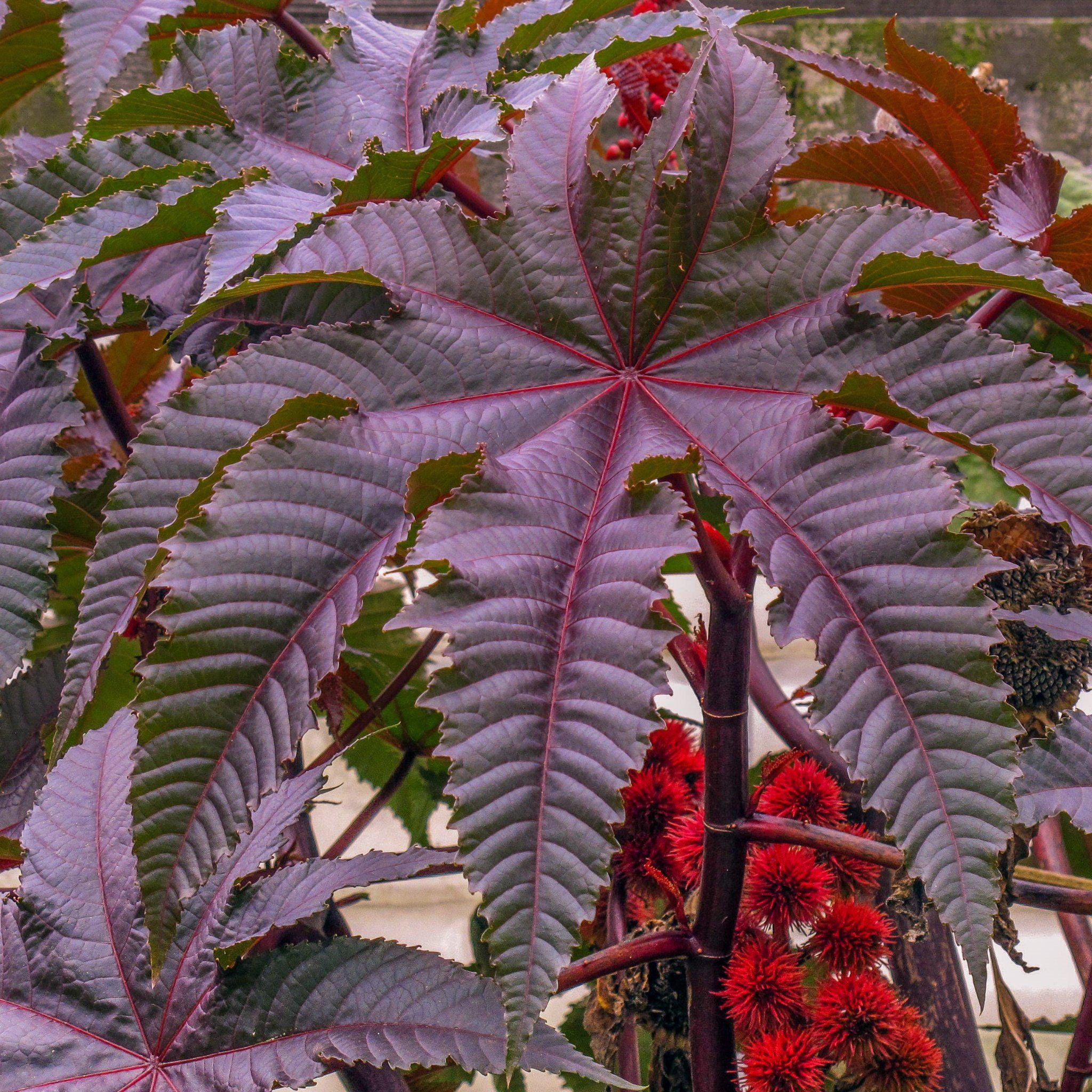 25 Red Wonder Tree Castor Pods Exotic Seeds. Ships Free - Etsy