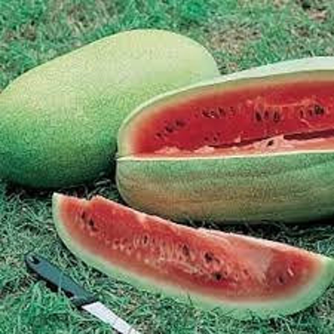 50 Charleston Gray Watermelon Seeds. Ships Free - Etsy