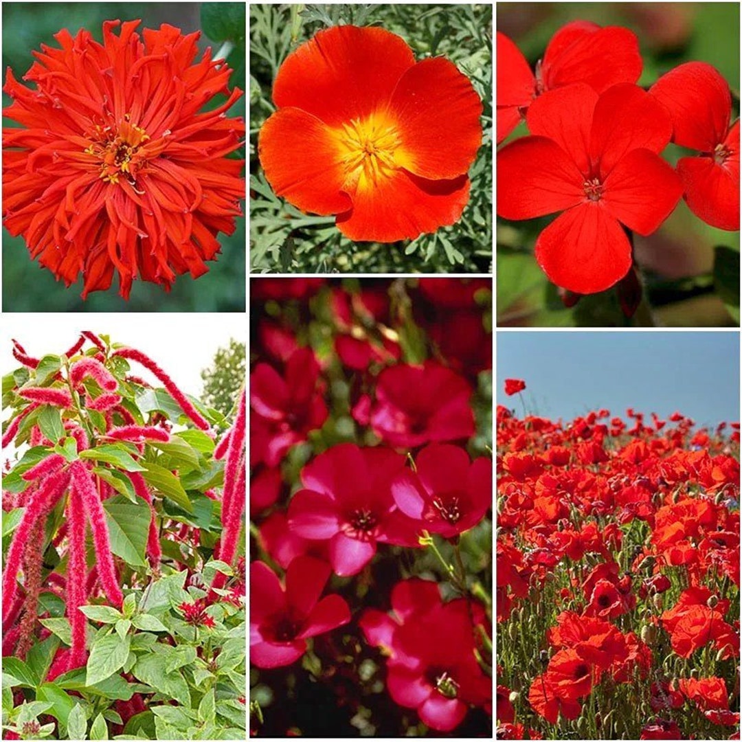 Red Wildflower 200 Seeds Mix. Ships Free - Etsy