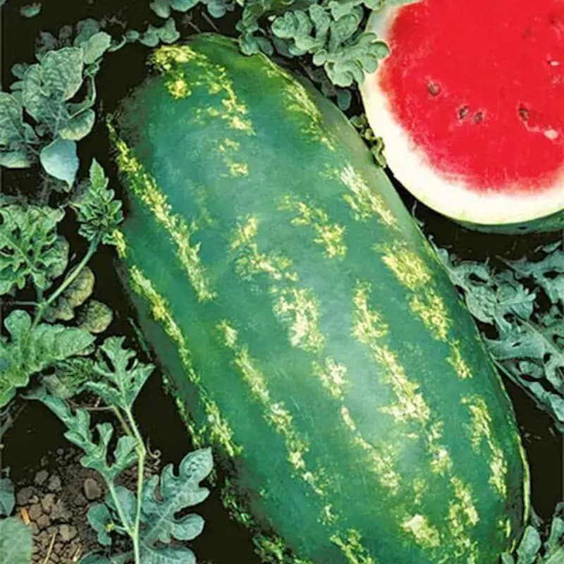 Stargazer Seeds - Etsy