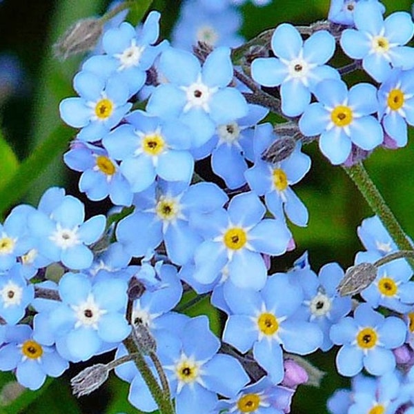 Forget Me Not Bulk Seed - Etsy