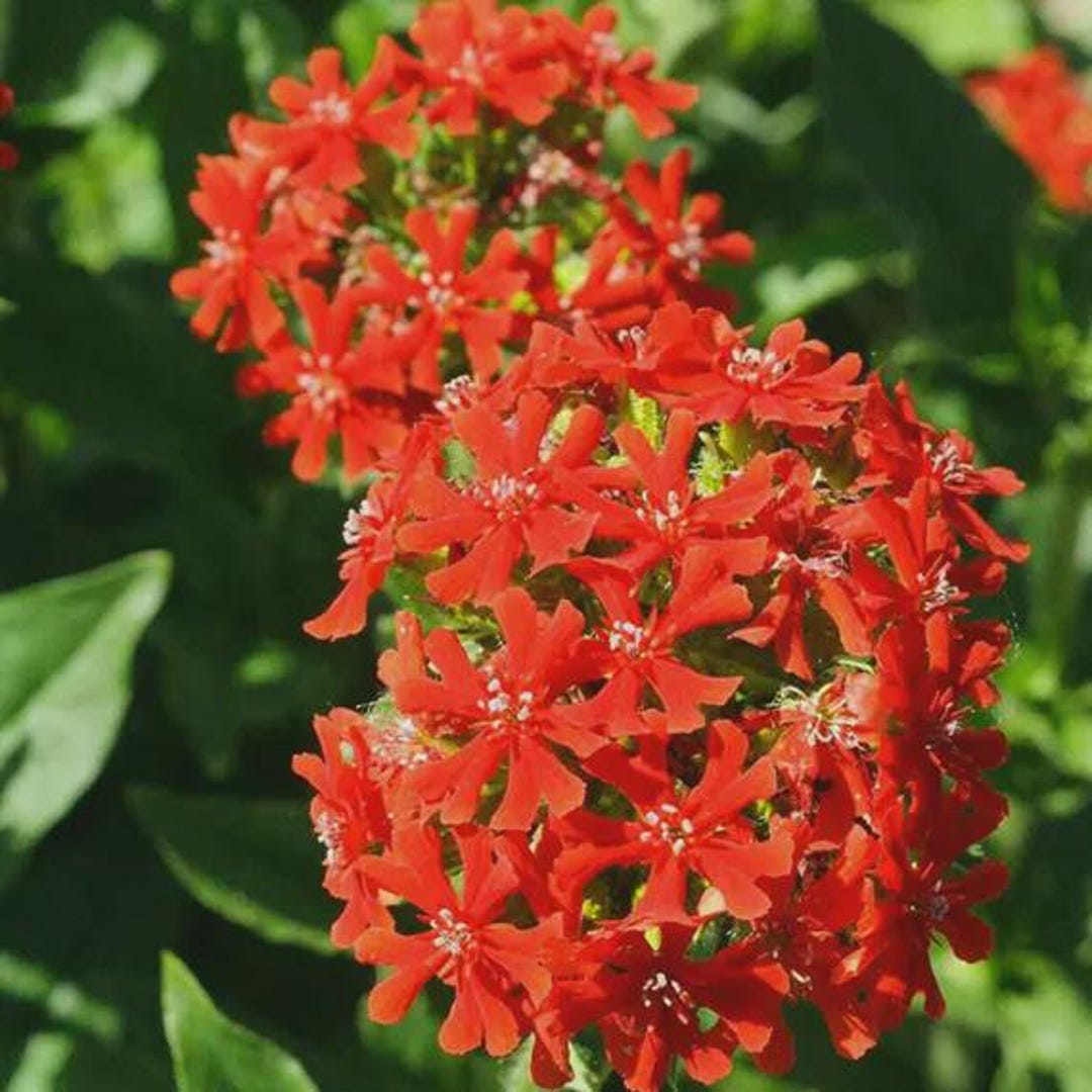 50 Burning Love Lychnis Seeds. Perennial. Ships Free - Etsy
