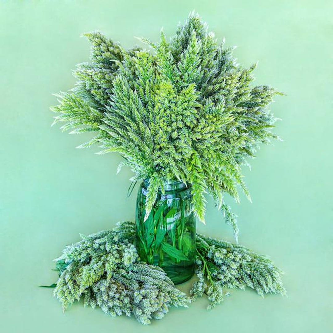 200 Green Sylphid Celosia Seeds. Ships Free - Etsy
