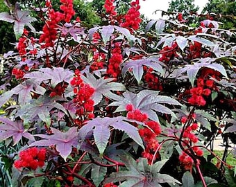 Castor Bean Ricinus CARMENCITA RED 6 Ft. Tall Purple Foliage 18 Seeds ...