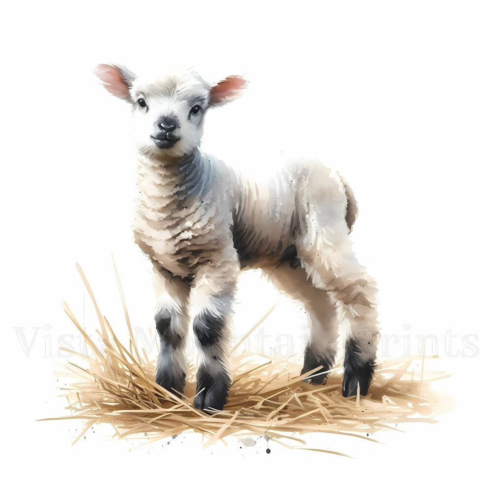 10 Adorable Baby Lamb Clipart Images -jpgs - Baby Lamb Digital Download ...