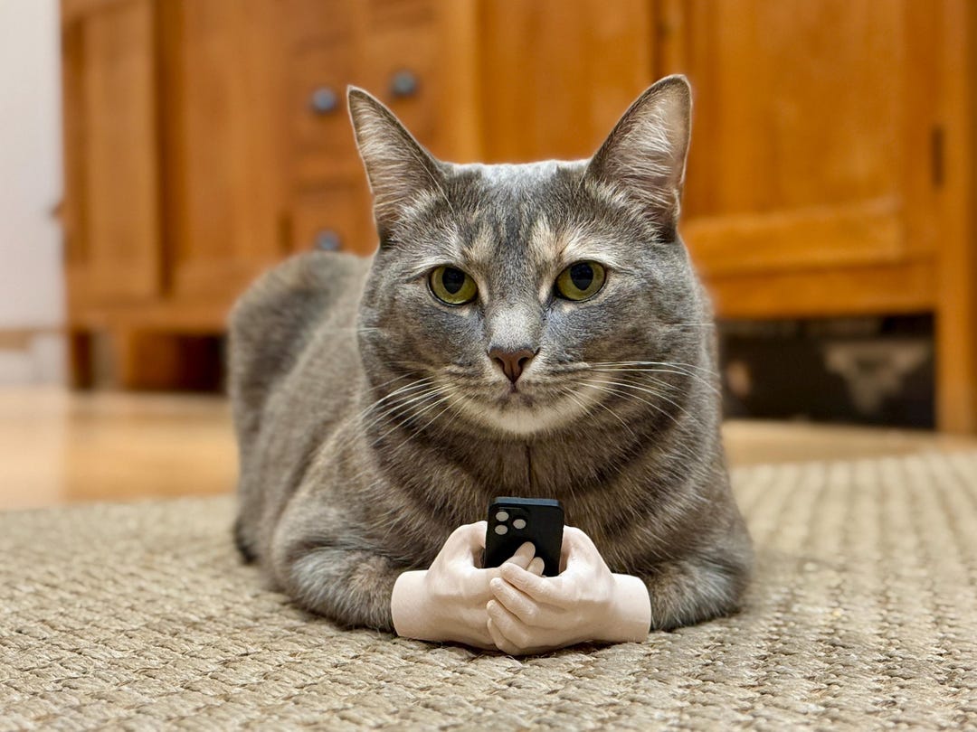 Cat Hands! (doom Scroll) Cat Costume Hands, Cat Iphone, Cat Smartphone ...