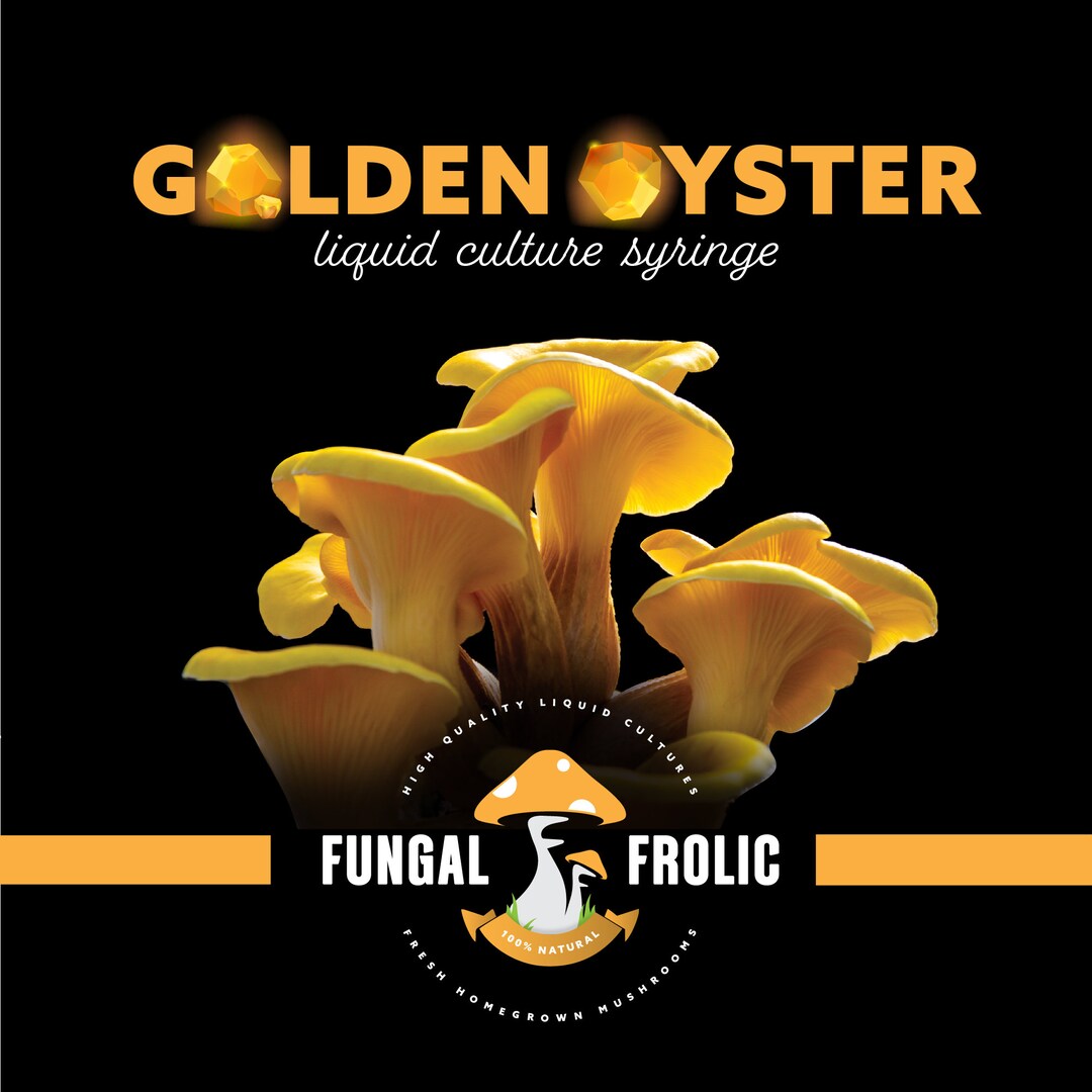 Golden Oyster Liquid Culture - Etsy
