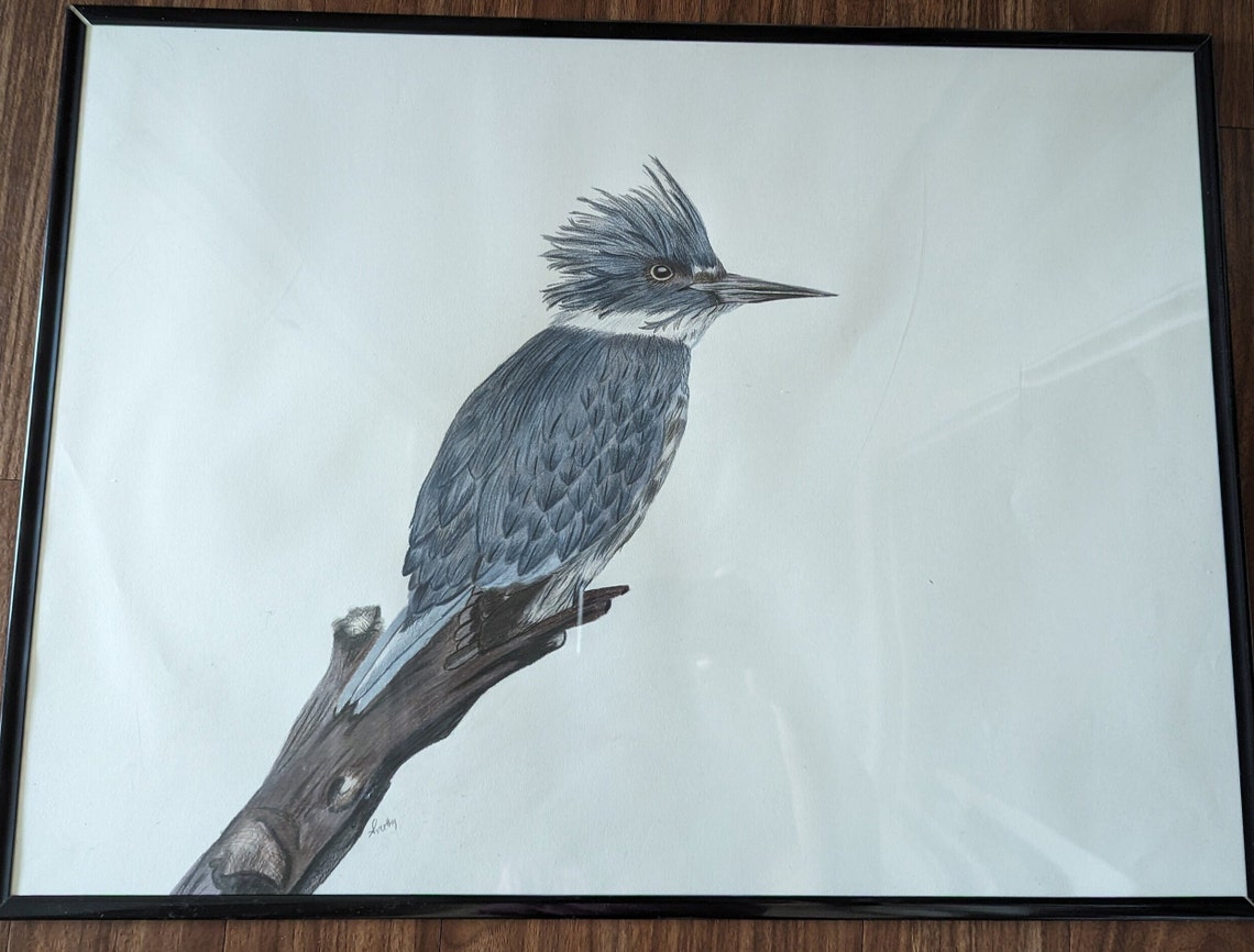Belted King Fisher Color Pencil Art - Etsy