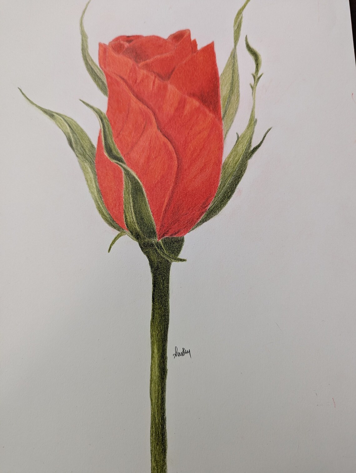 Hand Drawn Rose in Stunning Color Pencil - Art Print for Home Decor - Etsy