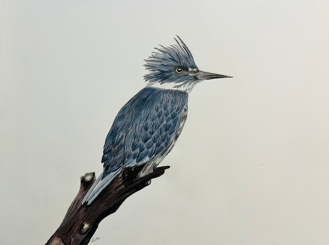 Belted King Fisher Color Pencil Art - Etsy