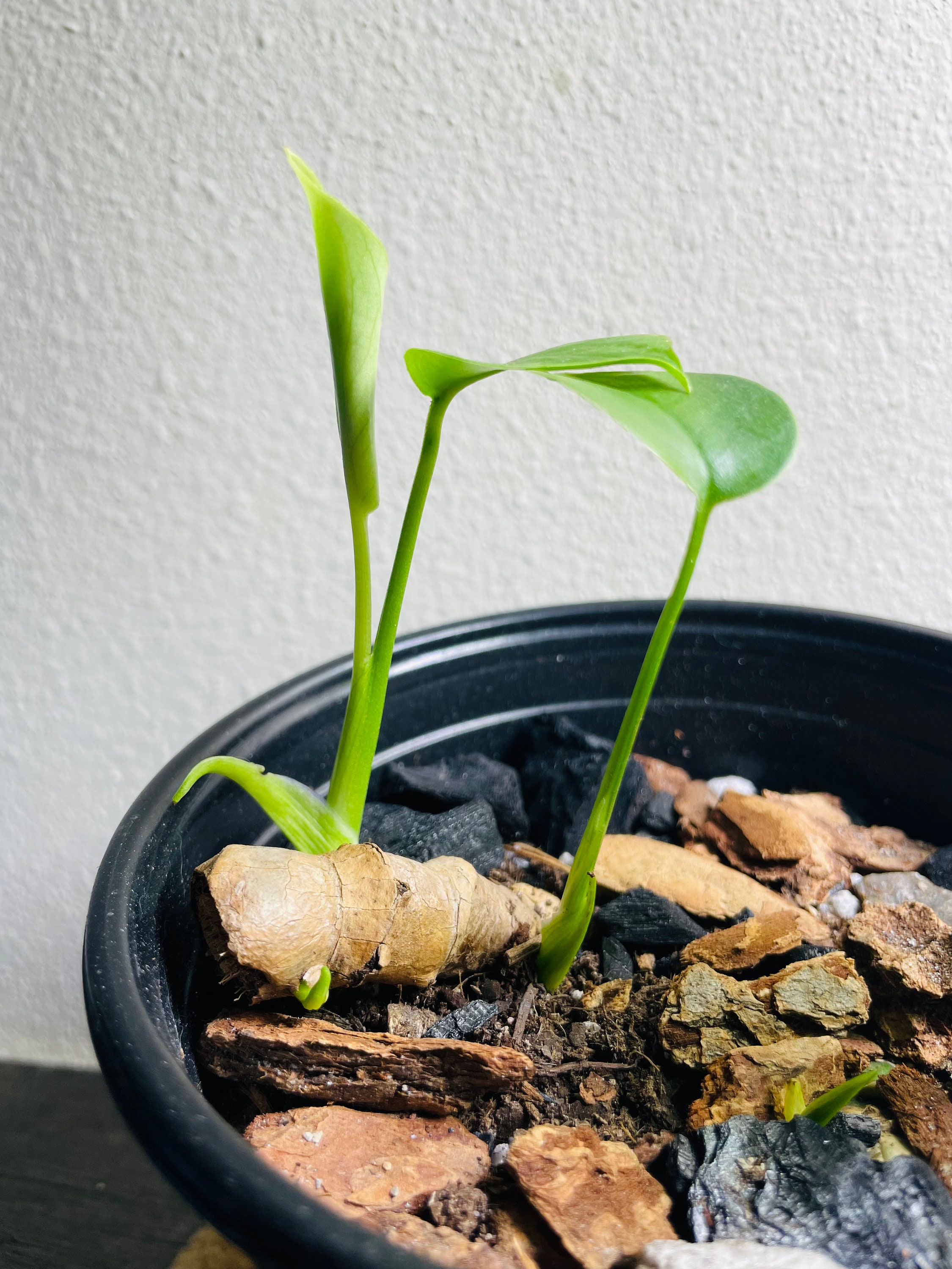 Monstera Deliciosa Baby - Etsy