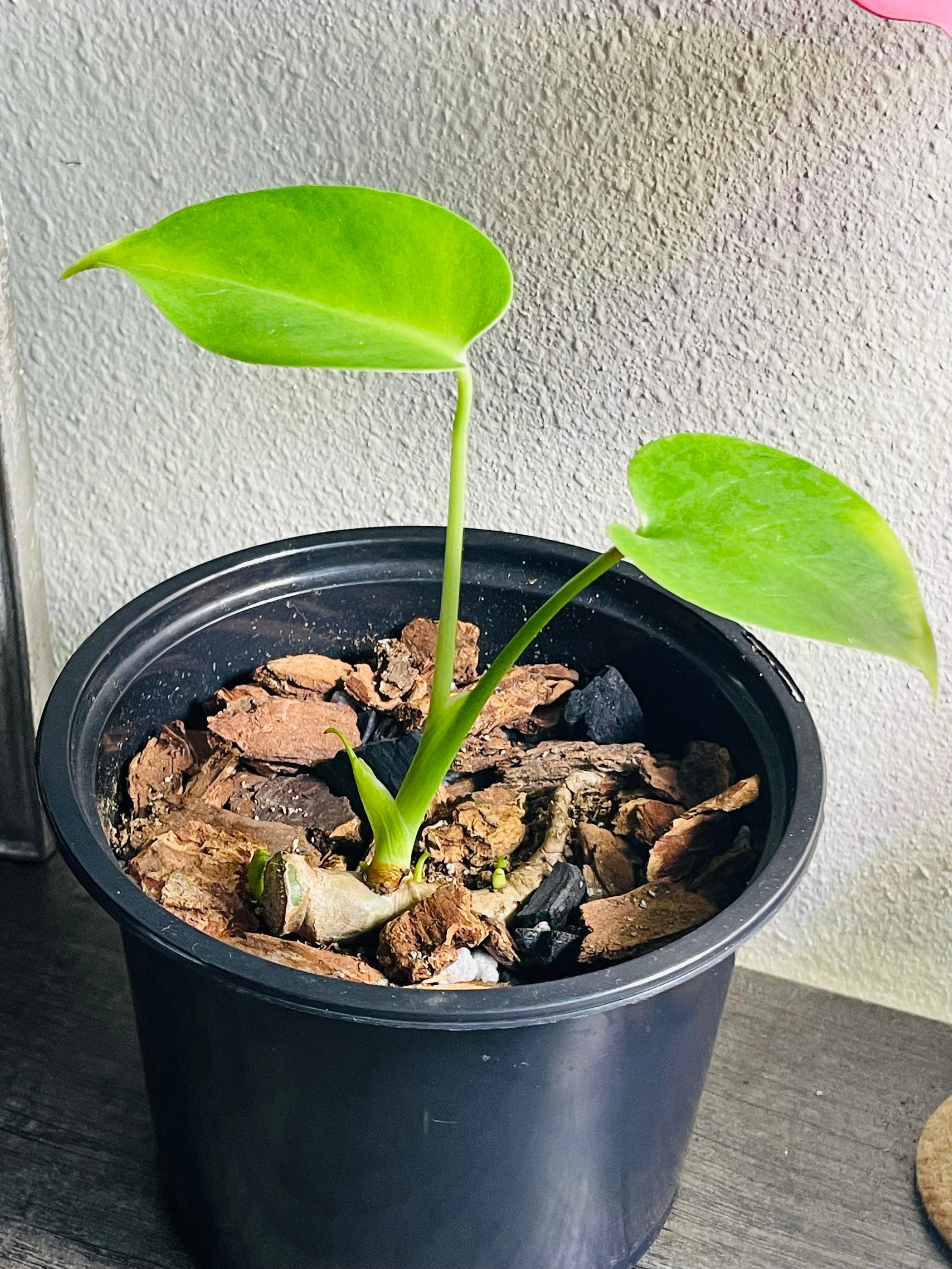 Monstera Deliciosa Baby - Etsy