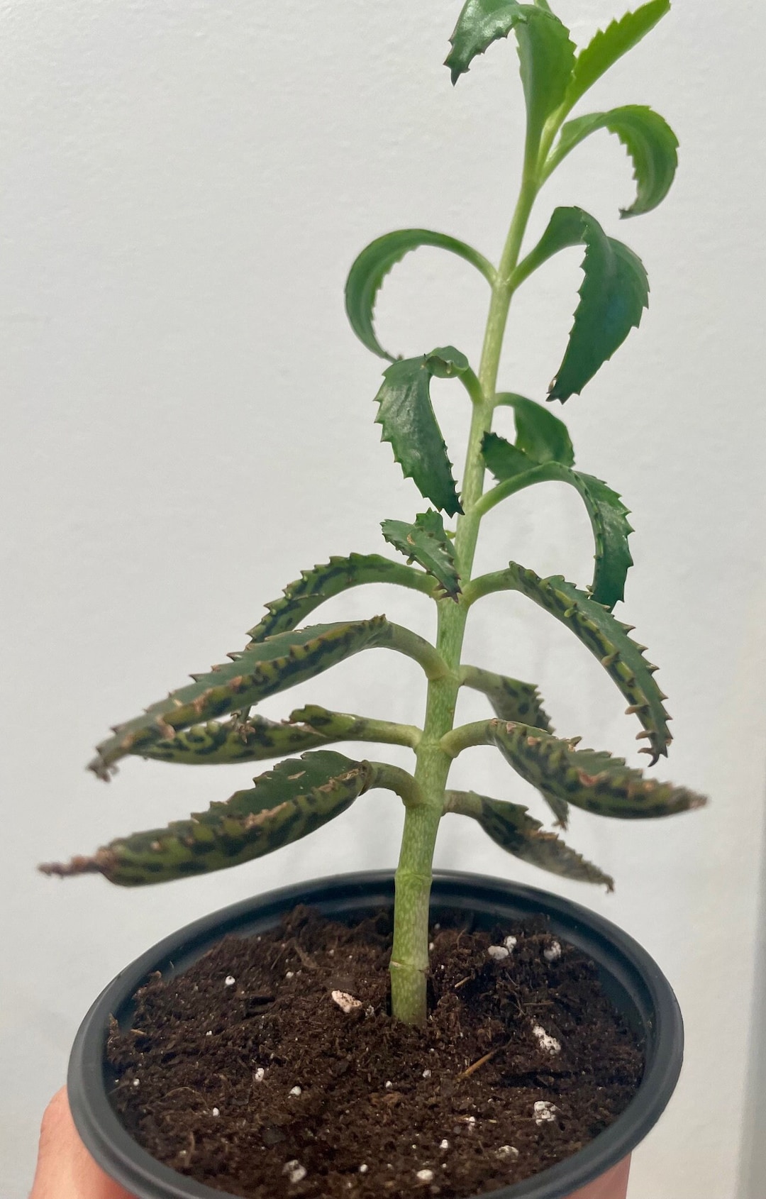 Alligator Plant (kalanchoe Daigremontiana) Mother of Thousands - Tall ...