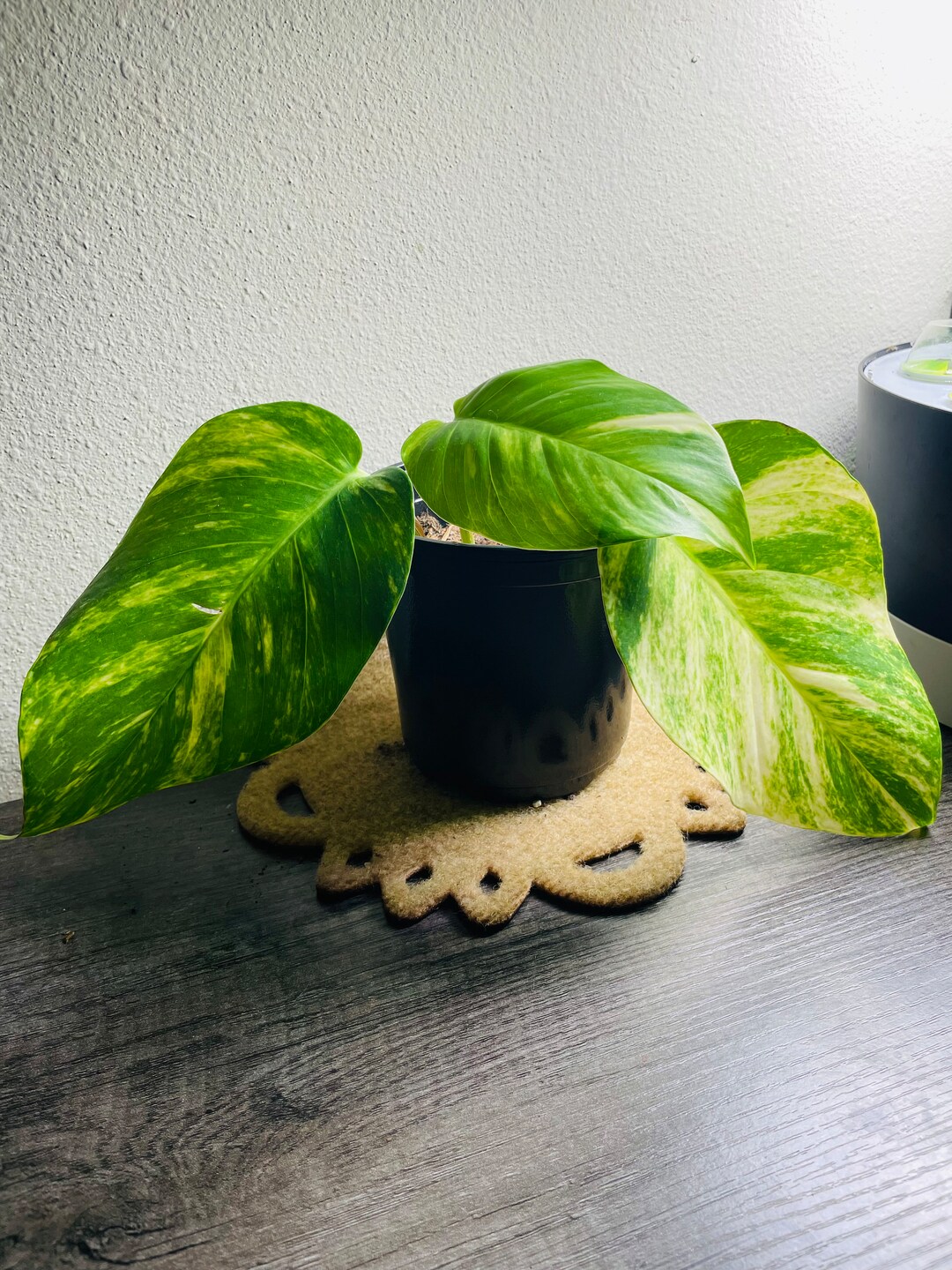 LARGE Golden Pothos Rare - Etsy