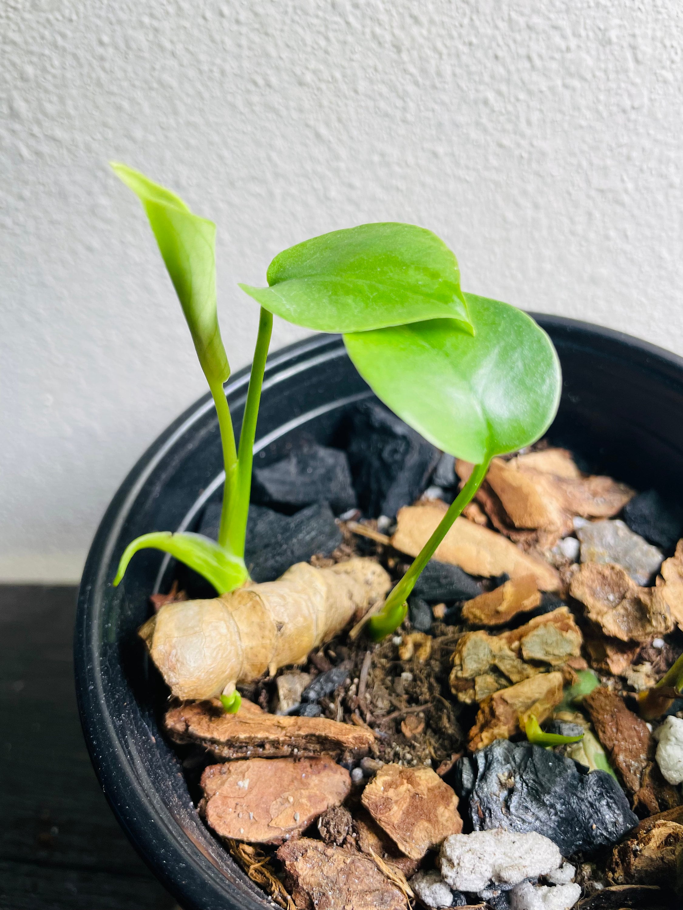 Monstera Deliciosa Baby - Etsy