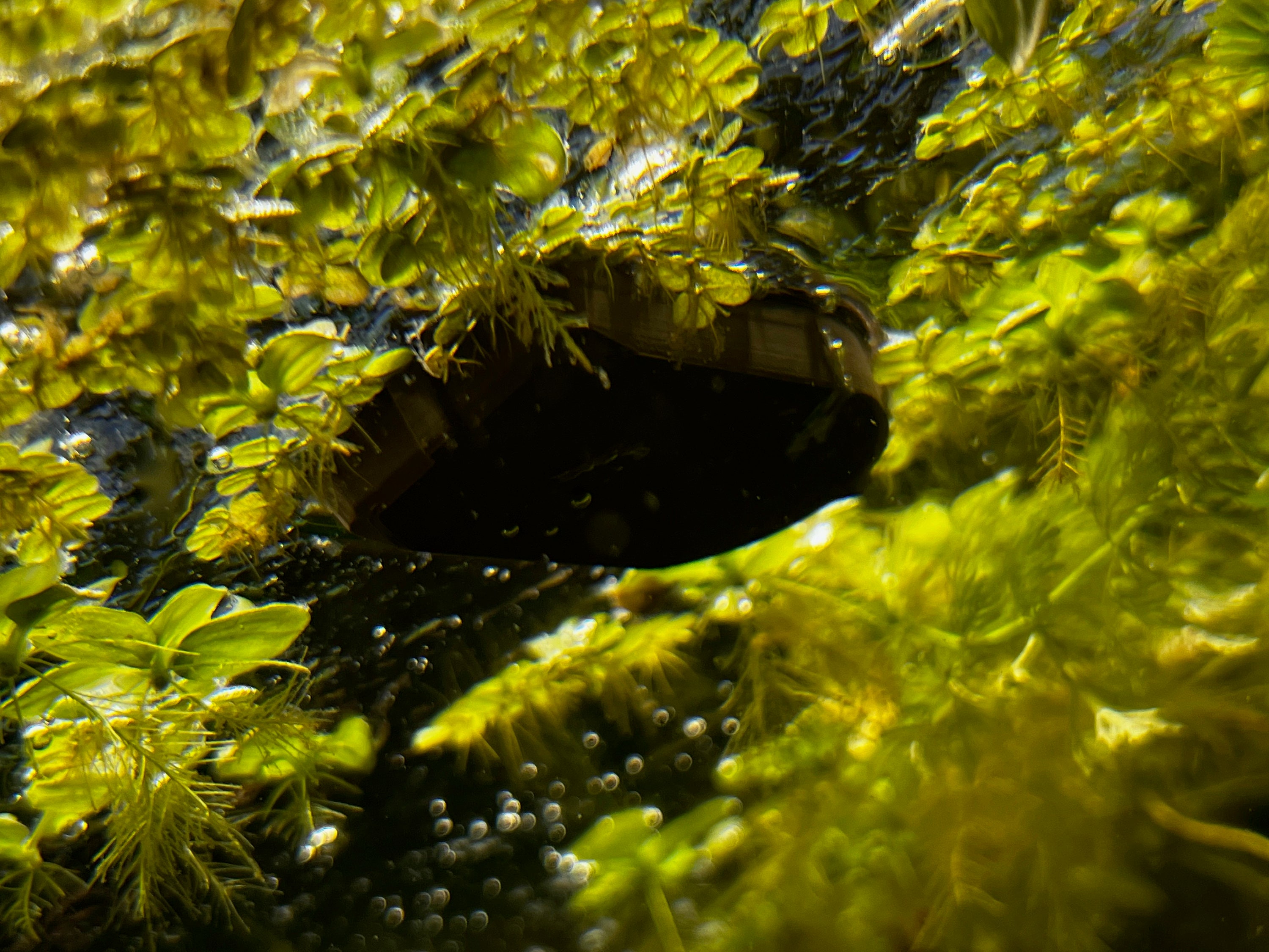 Floating Aquarium Boat Fish Tank Decoration - Etsy UK