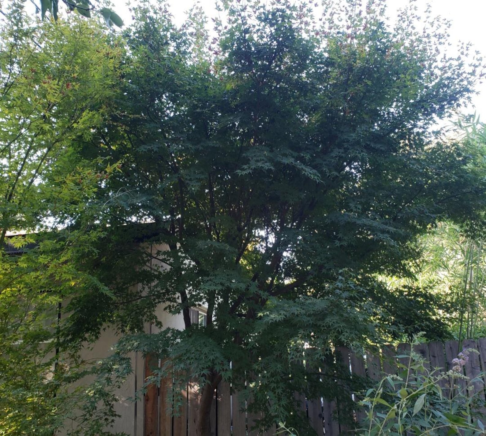 Japanese Maple Tree Seedling: Acer Palmatum Green Leaf (12"+ Bare Root ...