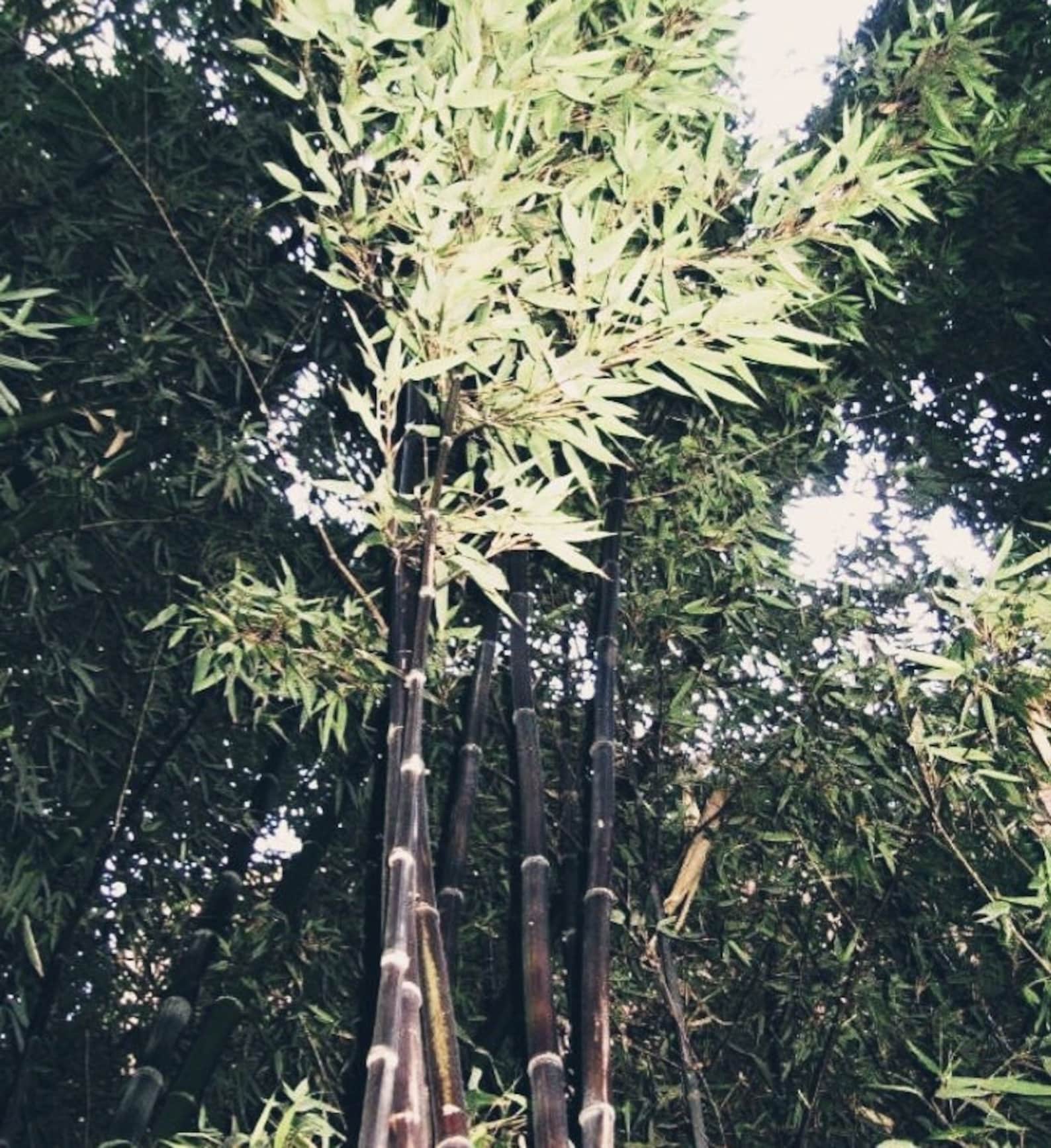 California Giant Black Bamboo Phyllostachys Nigra 'daikokuchiku' Bare ...