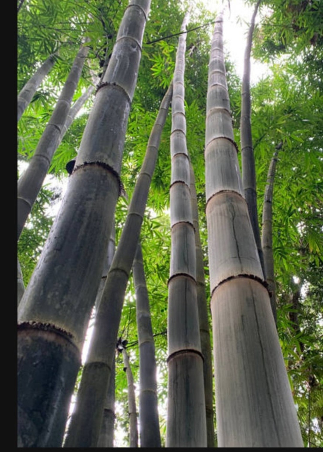 California Giant Black Bamboo Phyllostachys Nigra 'daikokuchiku' Bare ...