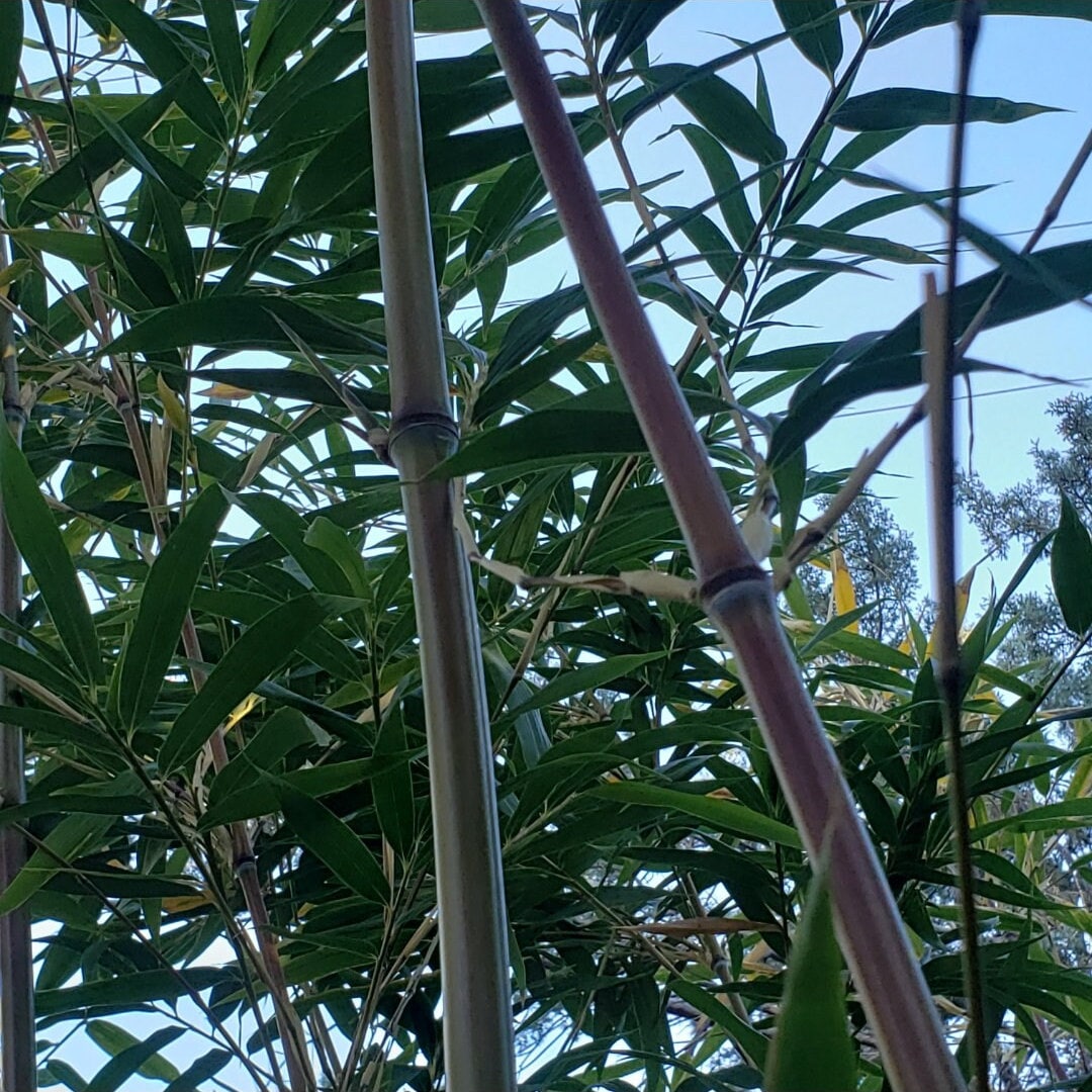 Bamboo Red Margin Phyllostachys Rubromarginata Bare Root Rhizome ...