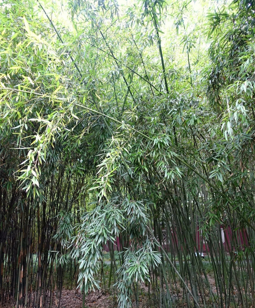 Bamboo Red Margin Phyllostachys Rubromarginata Bare Root Rhizome ...