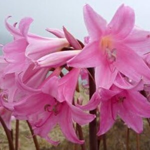 3 Amaryllis Bulbs Belladonna Pink Naked Lady Lily Medium Size Ready to ...