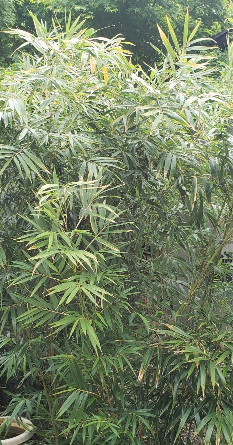 Bamboo Red Margin Phyllostachys Rubromarginata Bare Root Rhizome ...