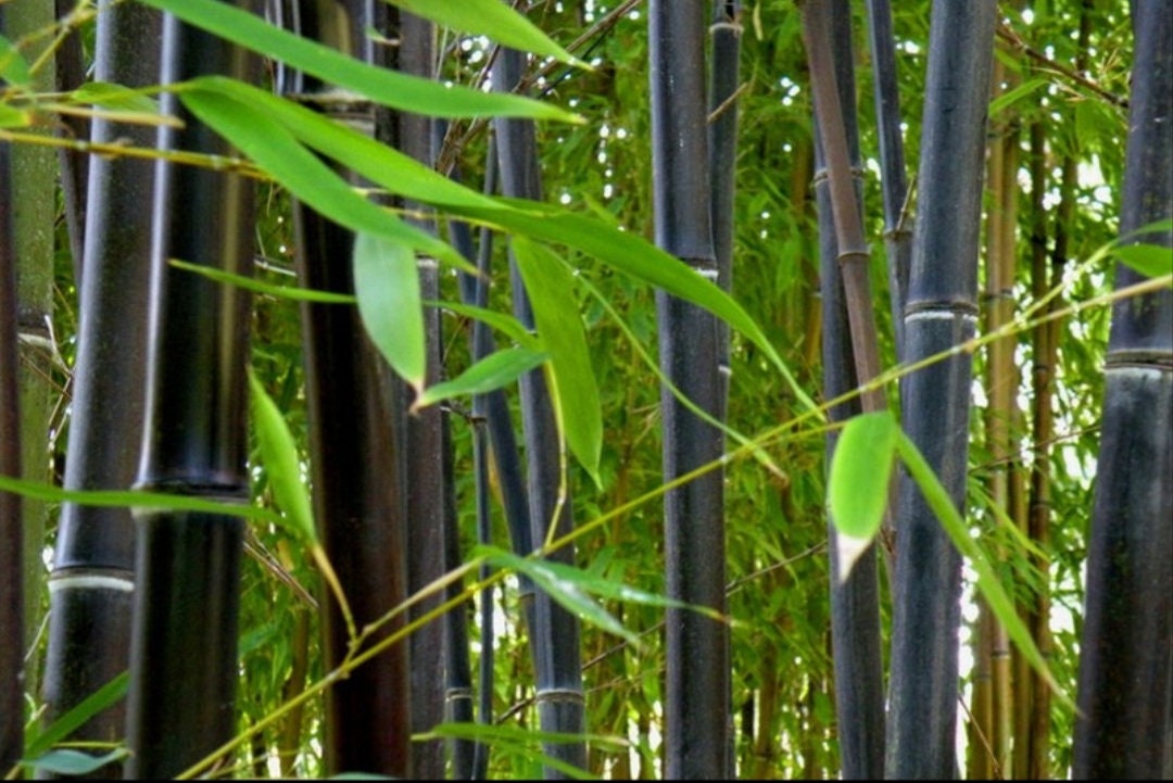 California Giant Black Bamboo Phyllostachys Nigra 'daikokuchiku' Bare ...