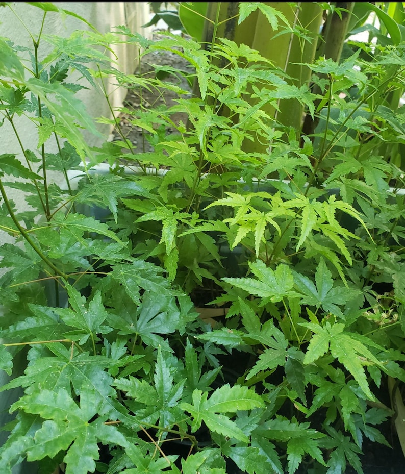 Japanese Maple Tree Seedling: Acer Palmatum Green Leaf (12"+ Bare Root ...
