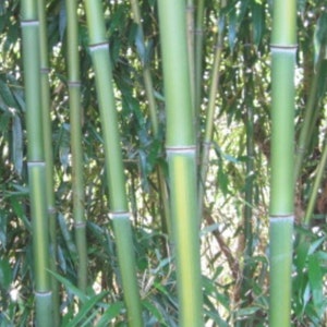 Bamboo Red Margin Phyllostachys Rubromarginata Bare Root Rhizome ...